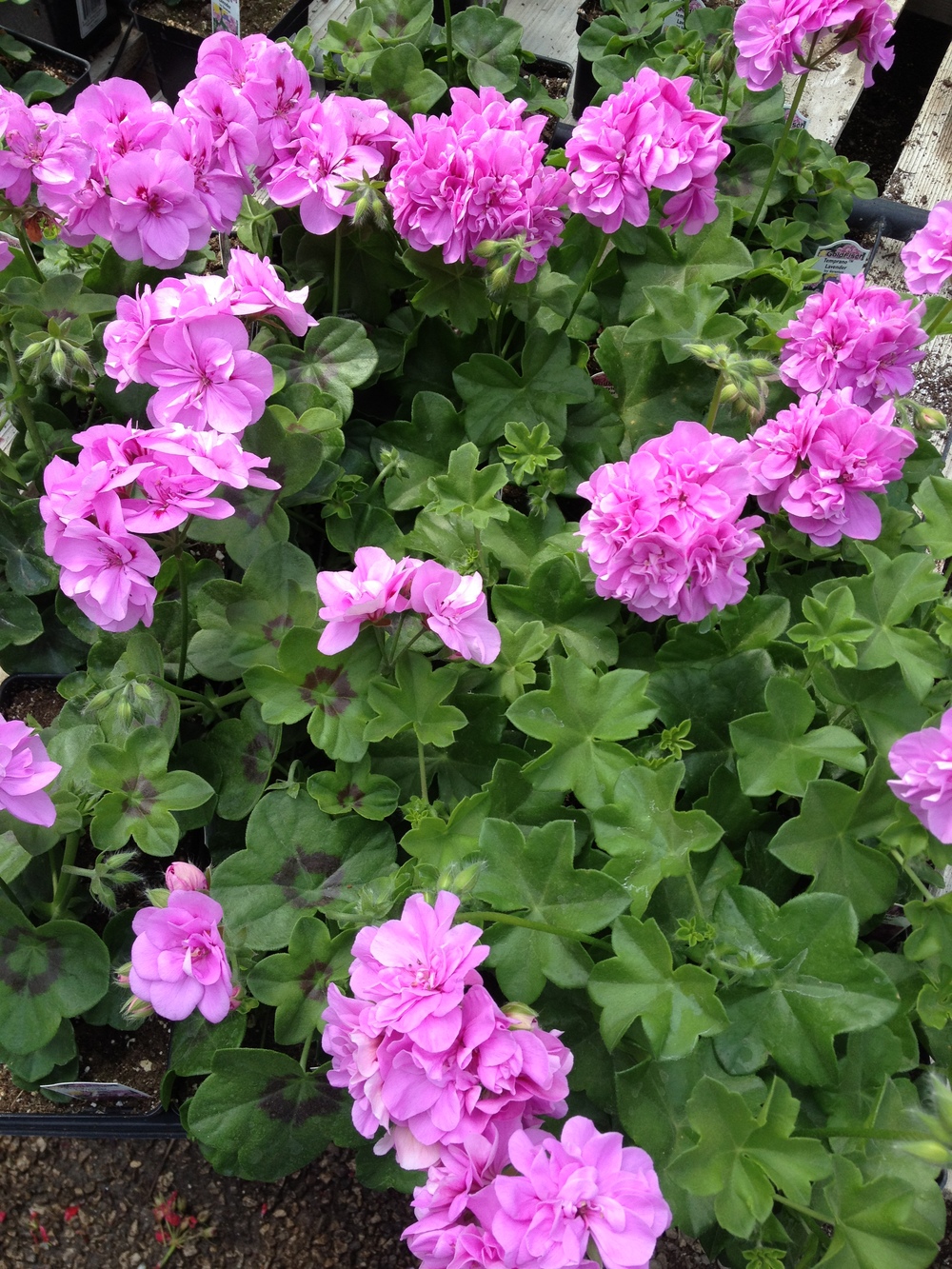Ivy Geranium 1 – Gabrielsen Wholesale