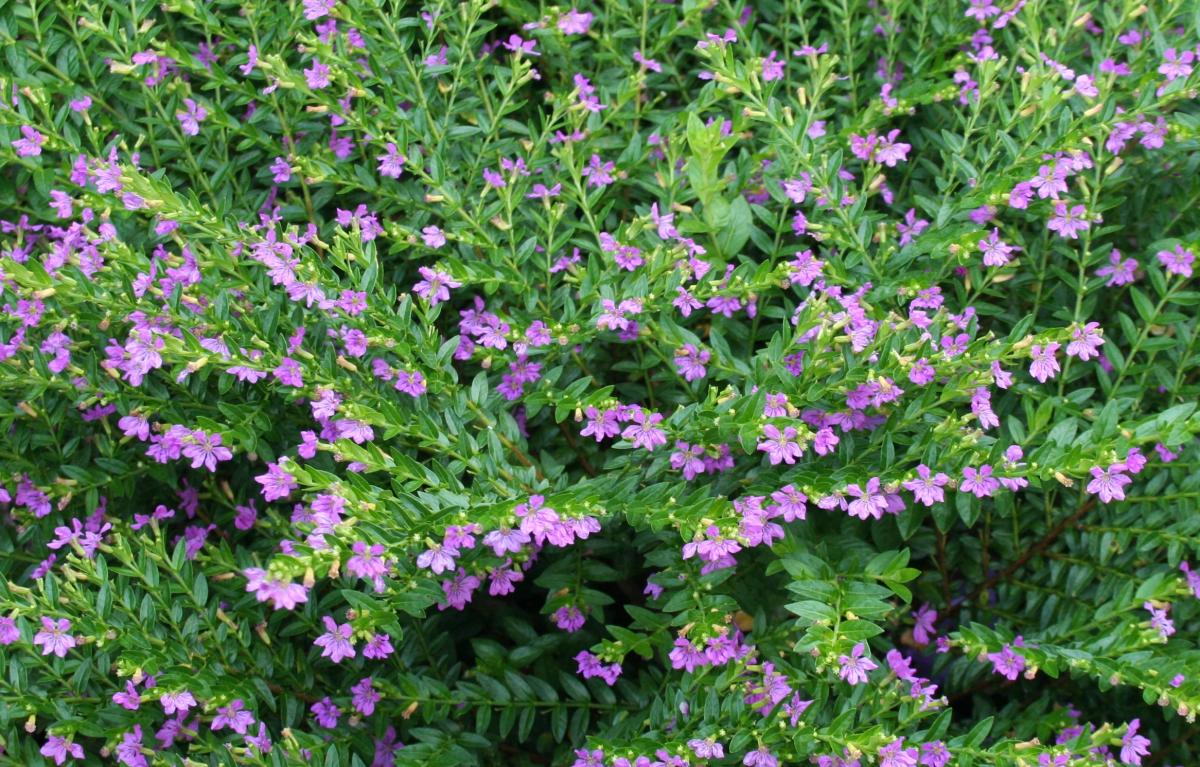 Mexican Heather 2 – Gabrielsen Wholesale